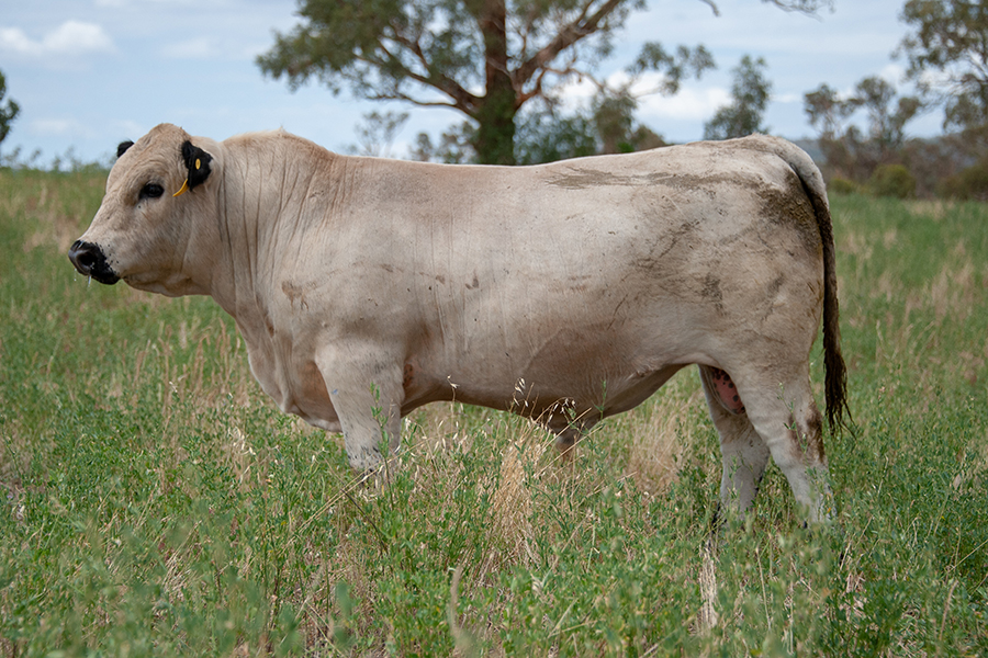 Speckle Park Cattle for Sale | JAD Speckle Park