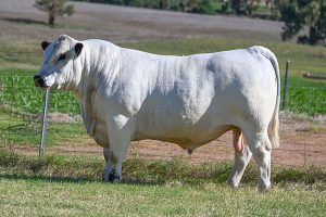 Speckle Park Cattle for Sale | JAD Speckle Park