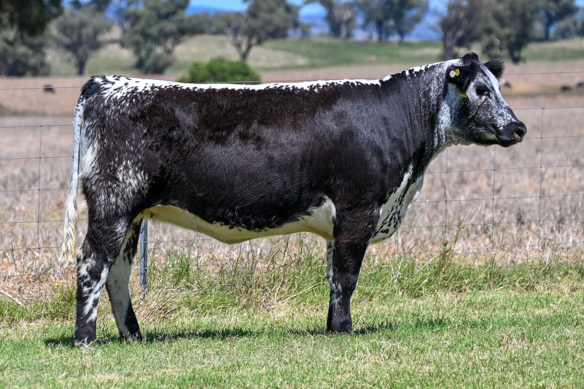 Speckle Park Cattle for Sale | JAD Speckle Park