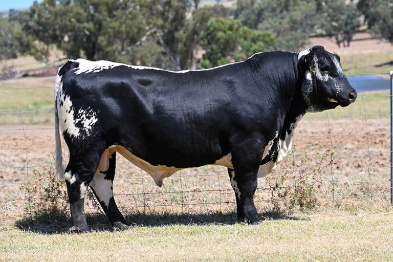 JAD Speckle Park Annual Bull and Female Sale | JAD Speckle Park