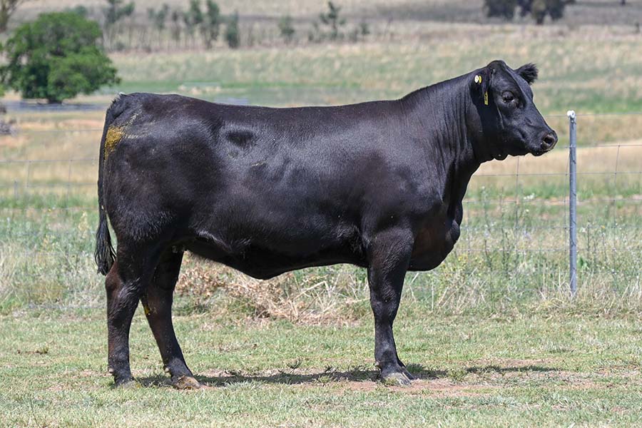 JAD Speckle Park Annual Bull and Female Sale | JAD Speckle Park