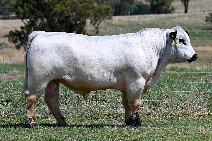 JAD Speckle Park Annual Bull and Female Sale | JAD Speckle Park