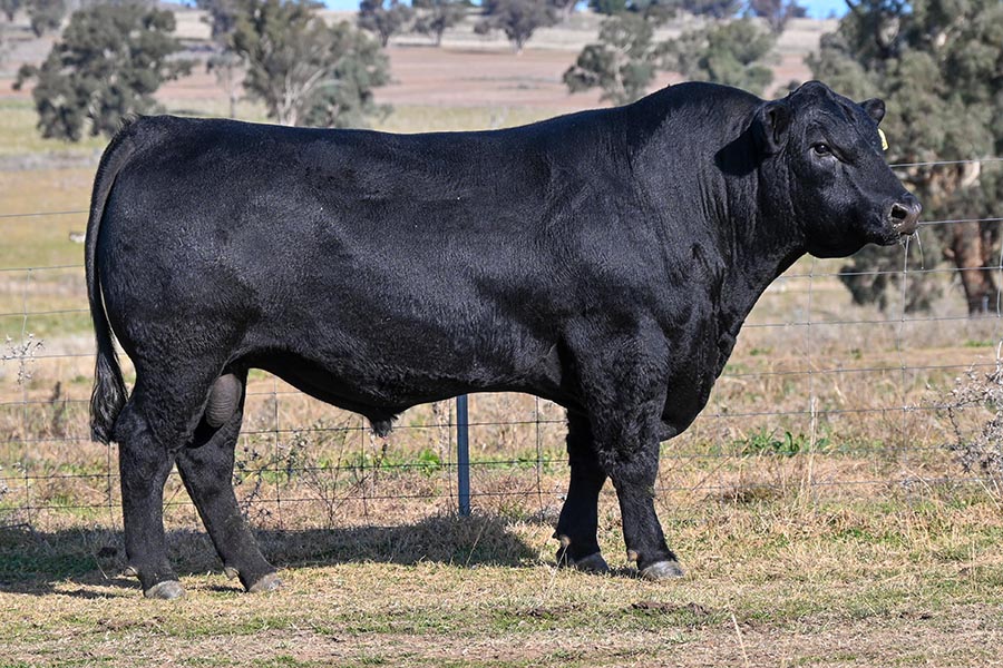 JAD Angus Stud | JAD Speckle Park