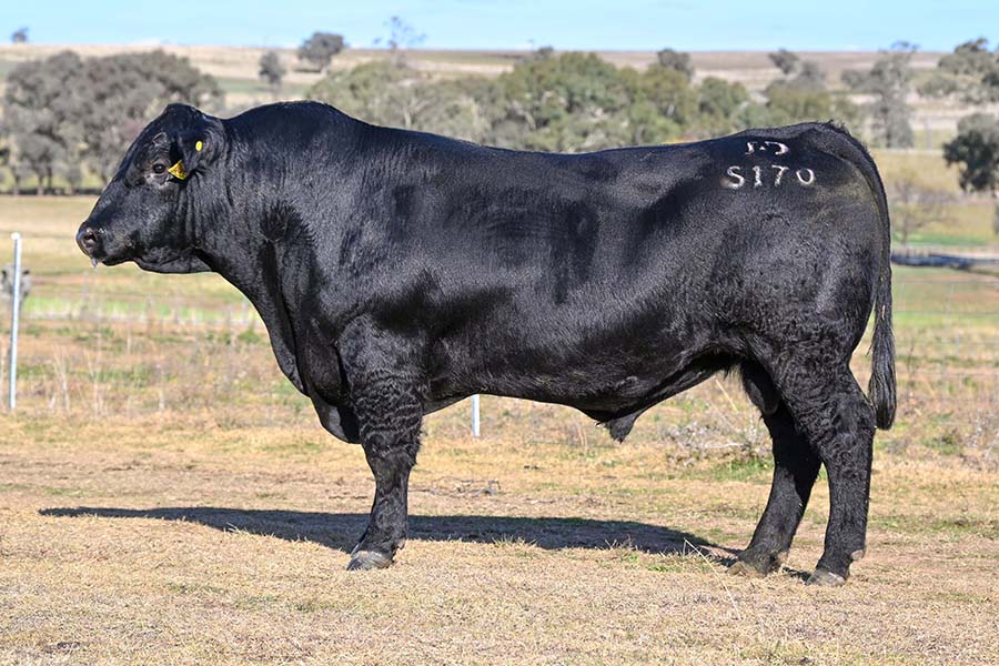 JAD Angus Stud | JAD Speckle Park