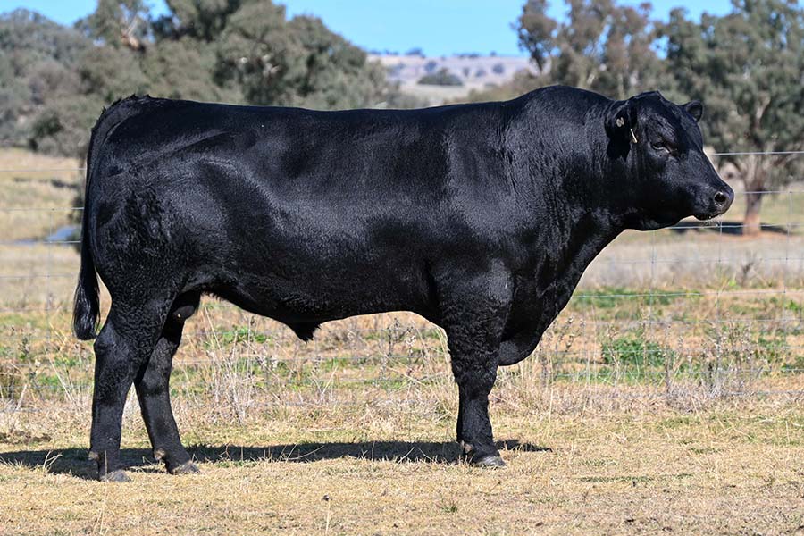 JAD Angus Stud | JAD Speckle Park